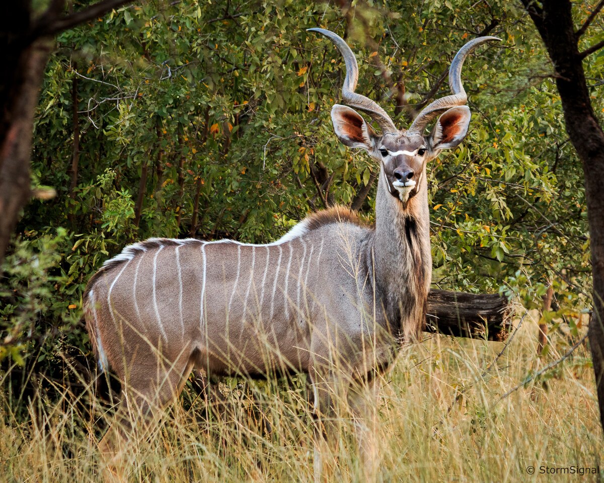 Ka Maoto Safaris | Premium African Hunting Experiences